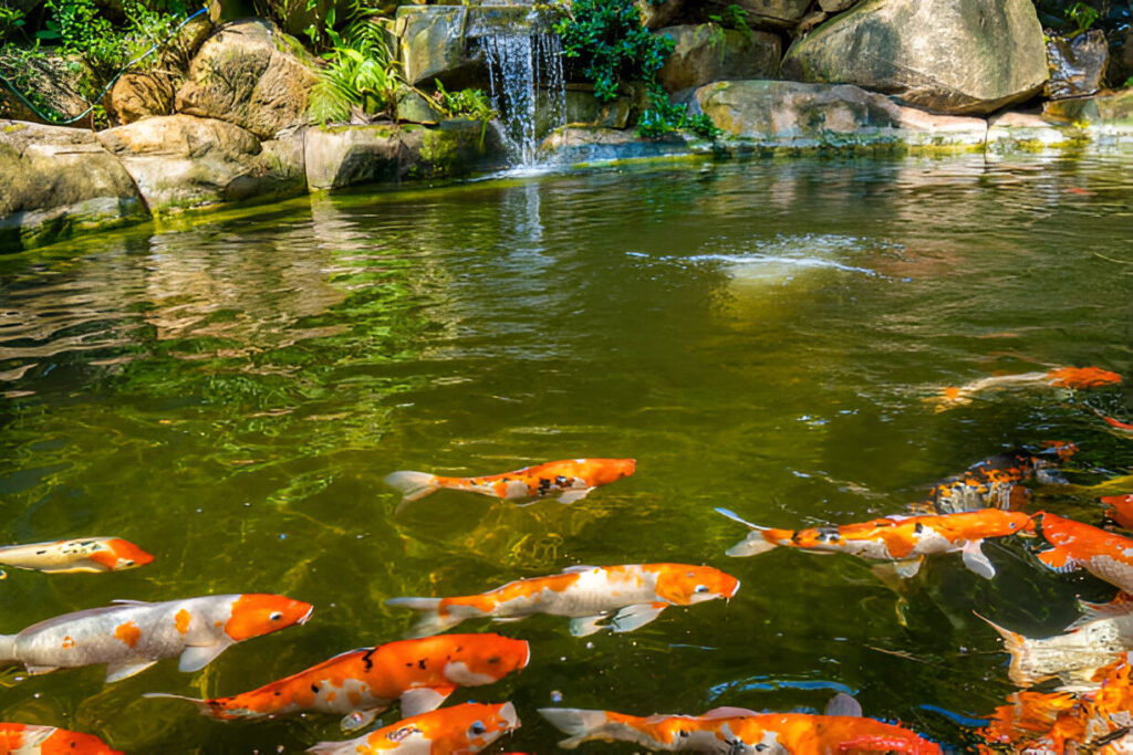 How to Set Up a Koi Pond – A Beginner’s Guide - Vaag Magazine